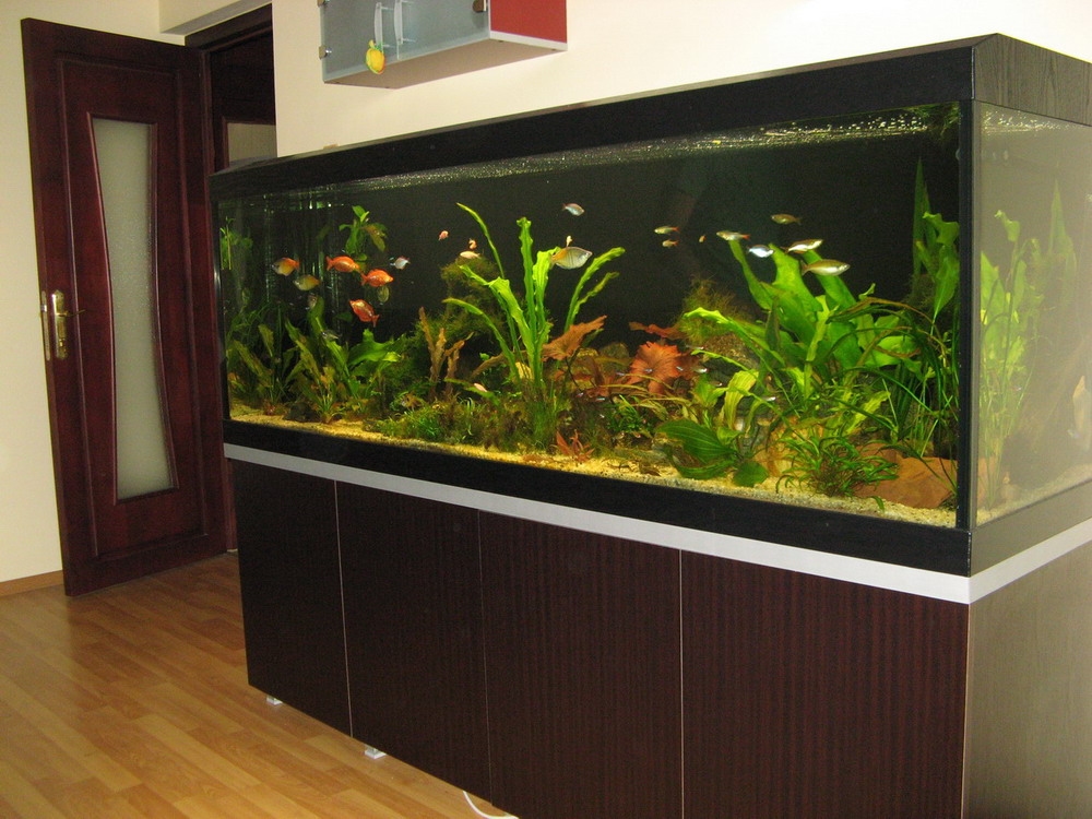 Test pentru vacanta mare clasa a V-a